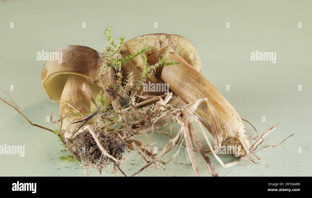 Pilze ganz nah Stock Photo - Alamy