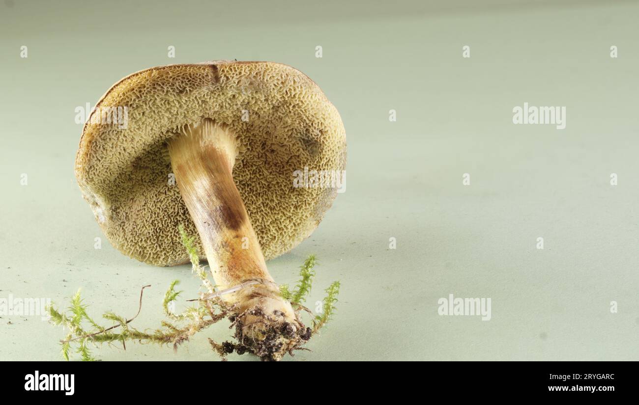 Pilze ganz nah Stock Photo - Alamy