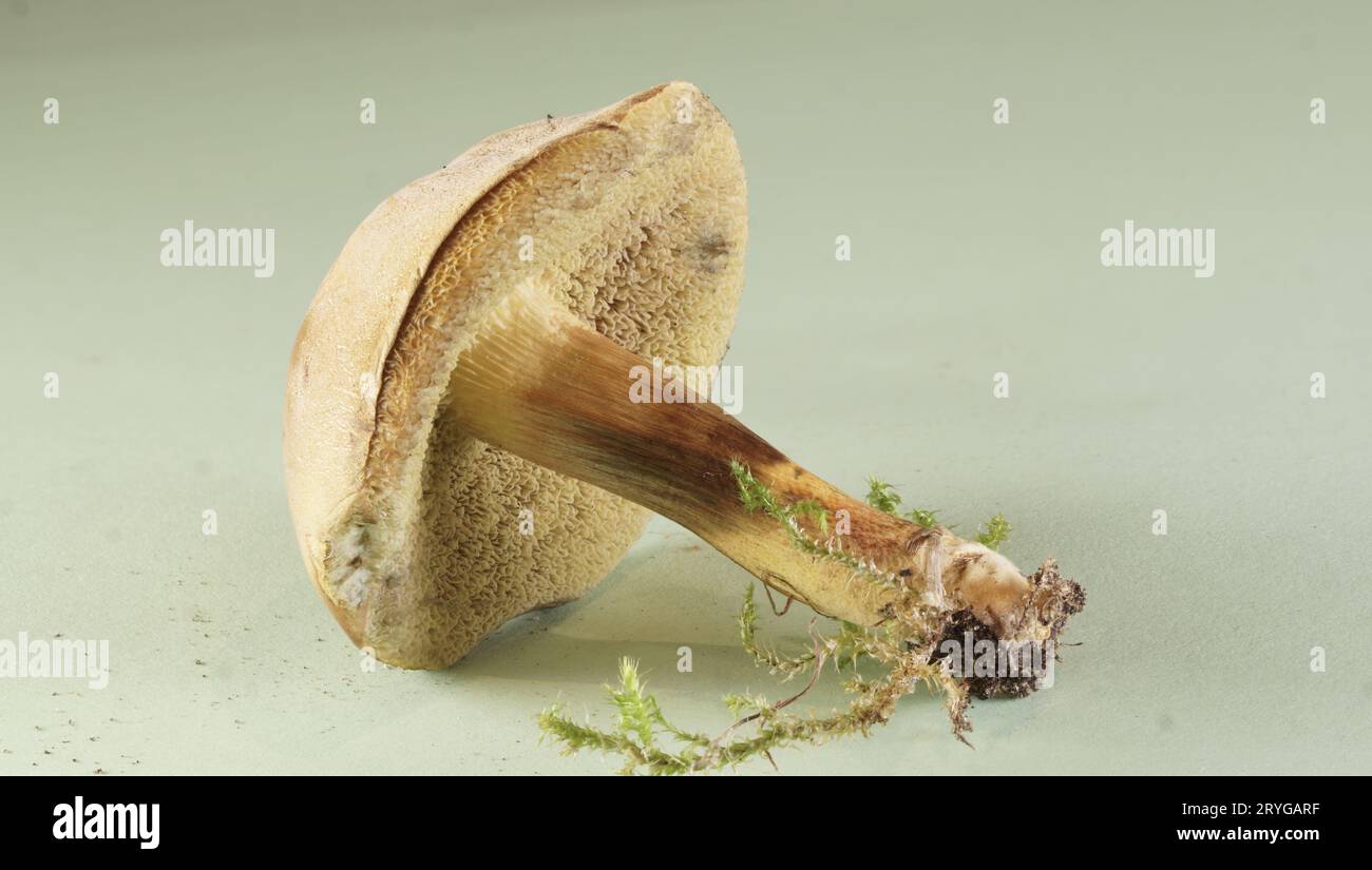 Pilze ganz nah Stock Photo - Alamy