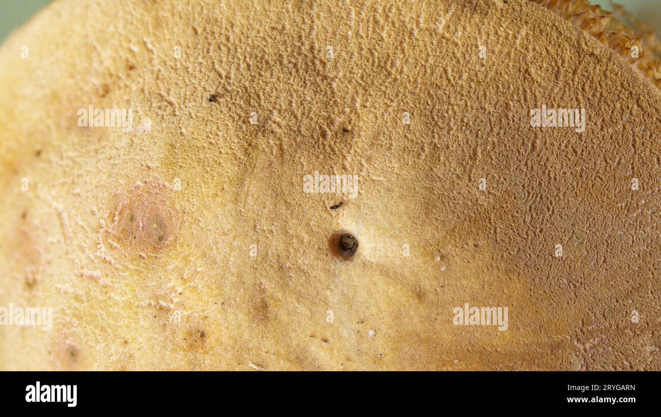 Pilzekappe mit Madenloch, ganz nah Stock Photo - Alamy