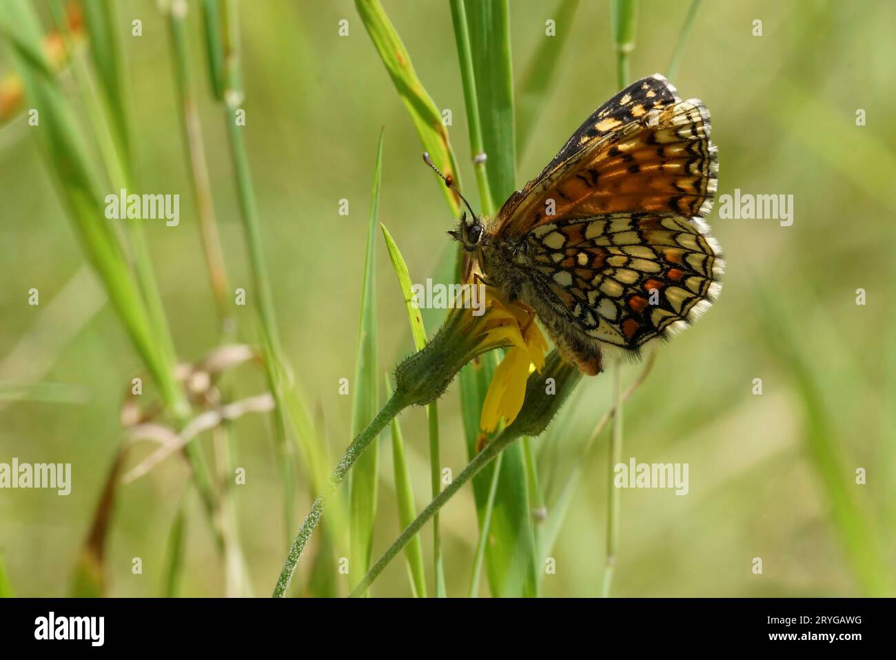 Natural lateral closeup on a colorful fritillary butterfly, Melitaea ...