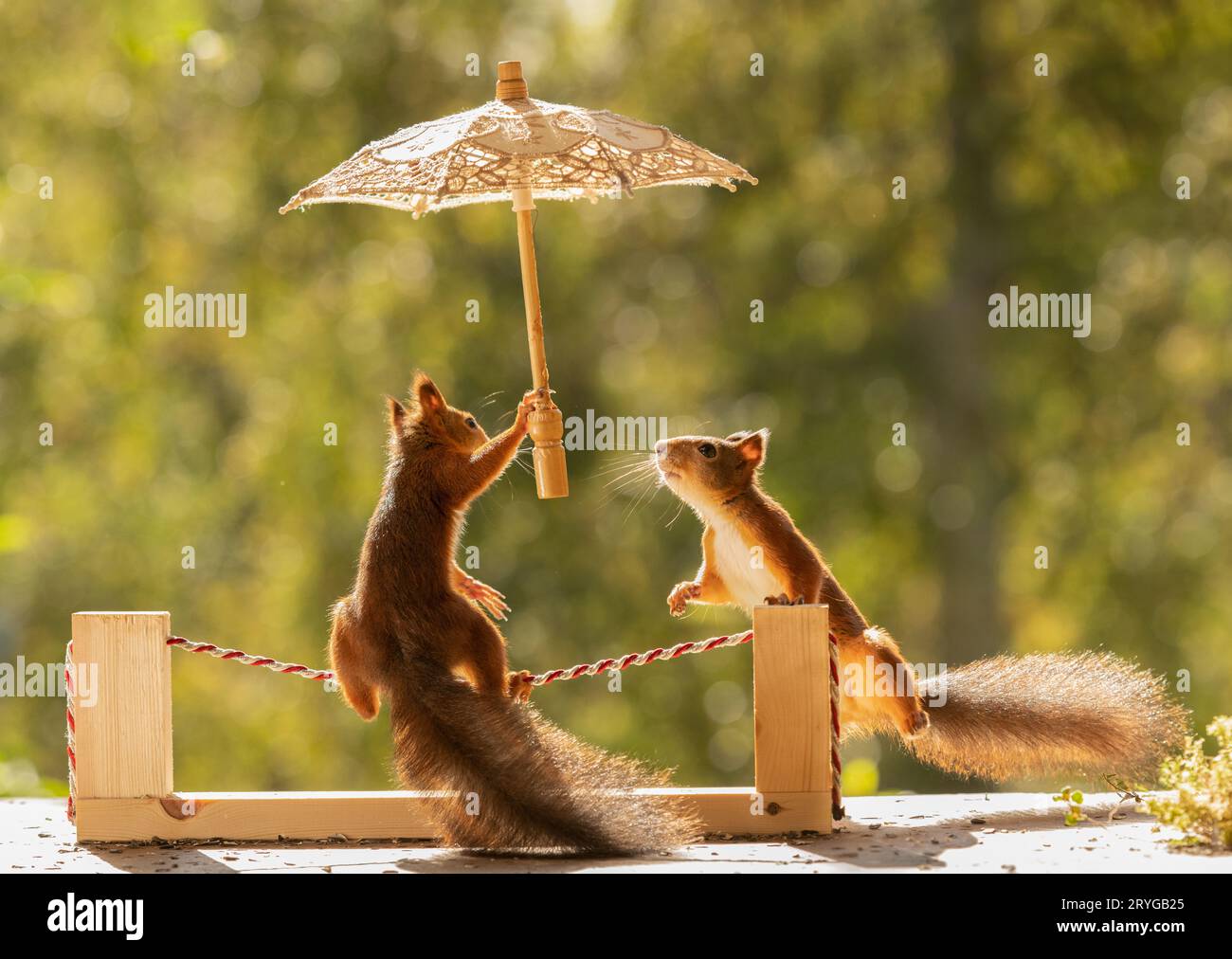 Squirrel on wire hi-res stock photography and images - Alamy