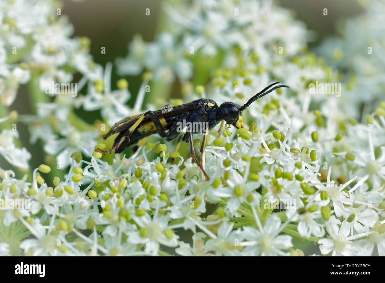 Natural closeup on a Tenthredo trabeata sawfly on white Heracleum ...