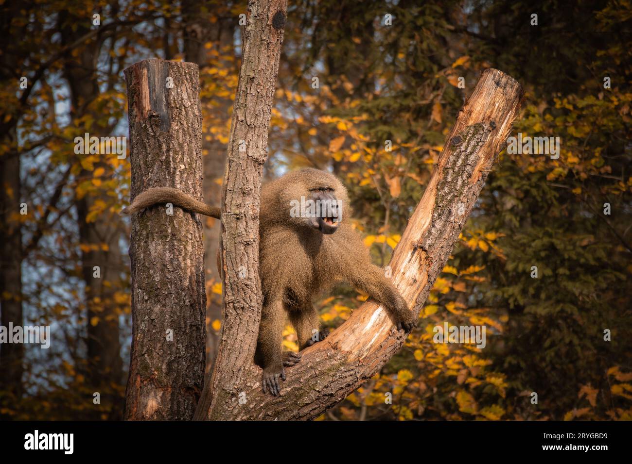 Alert Guinea Baboon in Autumn Zoo. Old World Monkey on Tree Branch ...