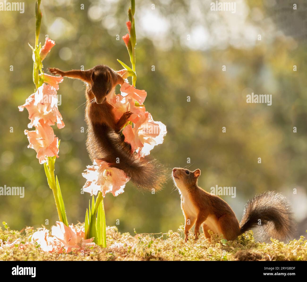 Jump flowering plants hi-res stock photography and images - Alamy