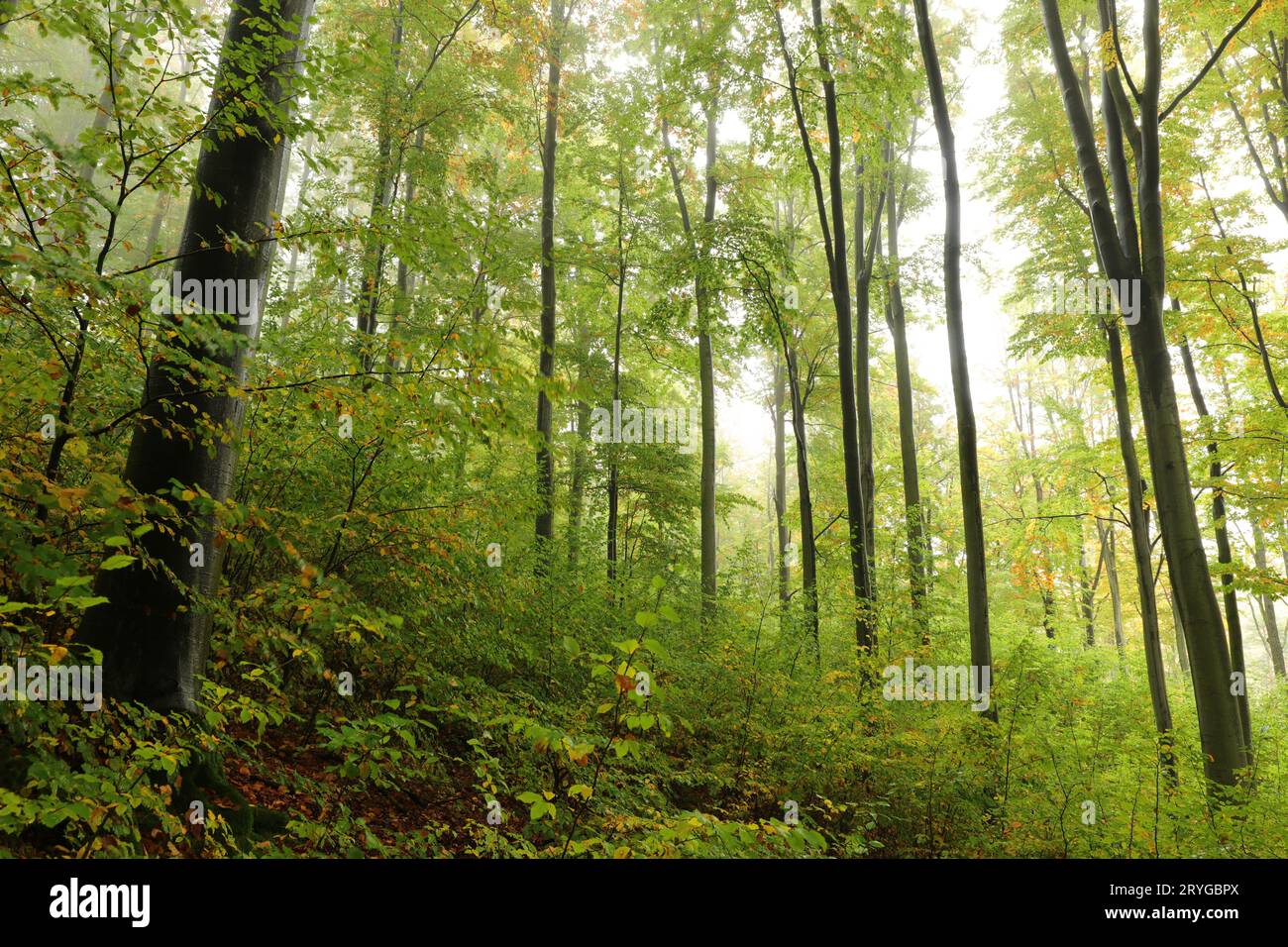 Oak beech trees hi-res stock photography and images - Alamy