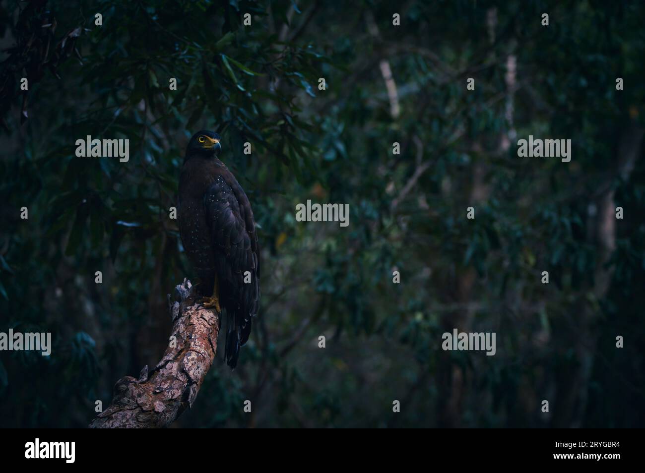 Moody photograph of a serpent eagle at Wilpattu national park, Sri ...