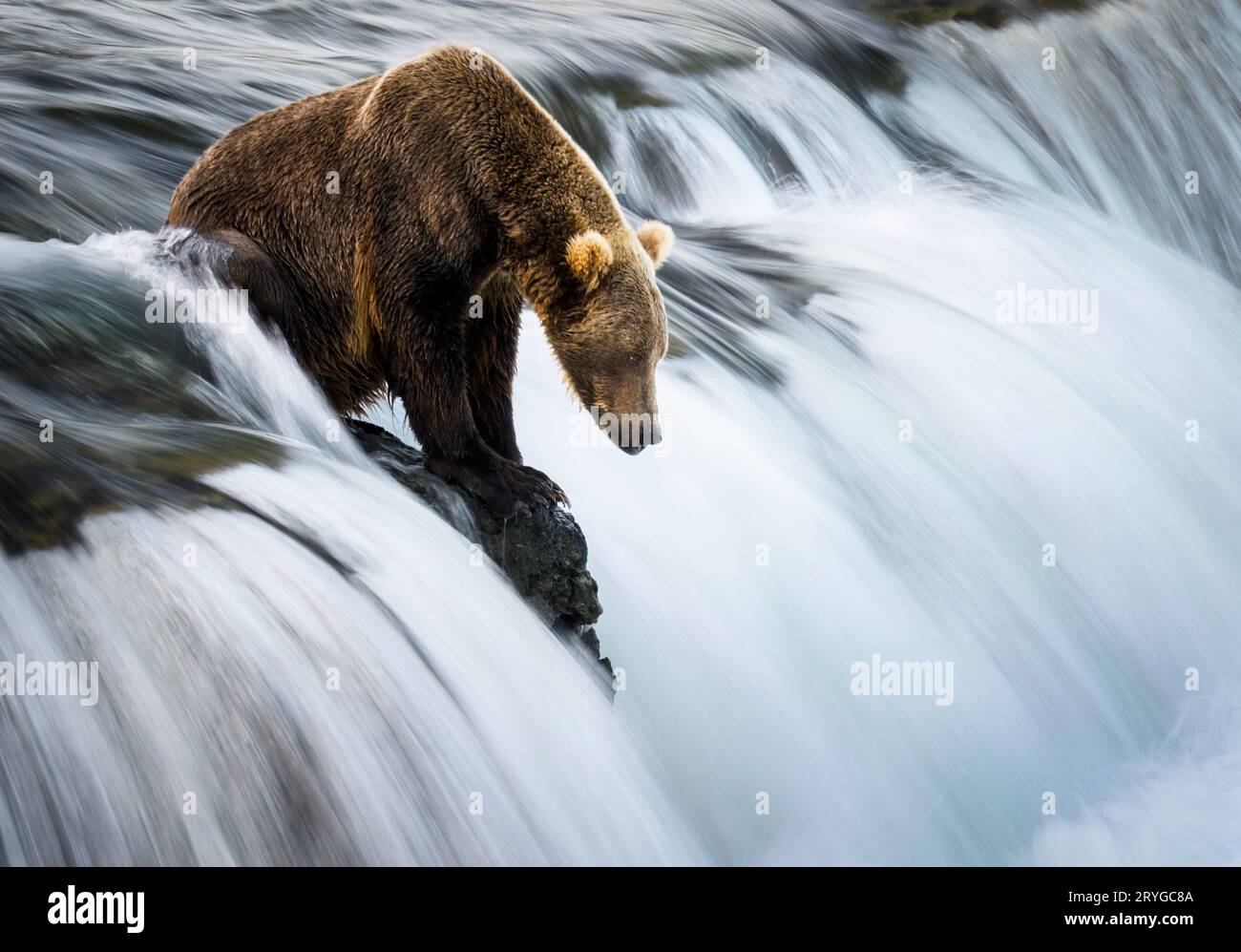 Brown bear standing on Brooks Falls , waiting for salmon to jump up the ...