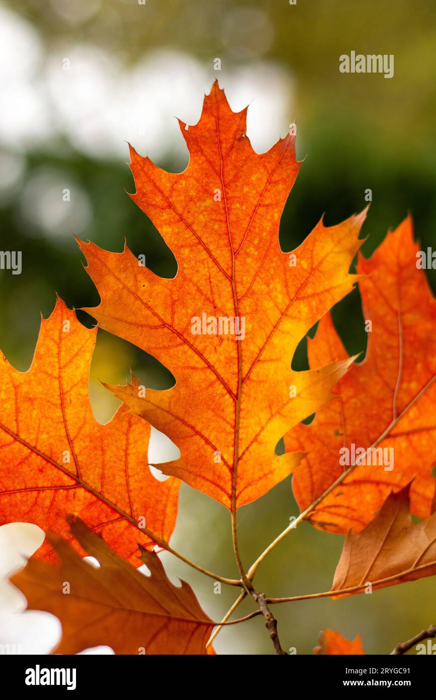 Red leaves of Northern red oak (Quercus rubra) in the autumn. Red oak ...