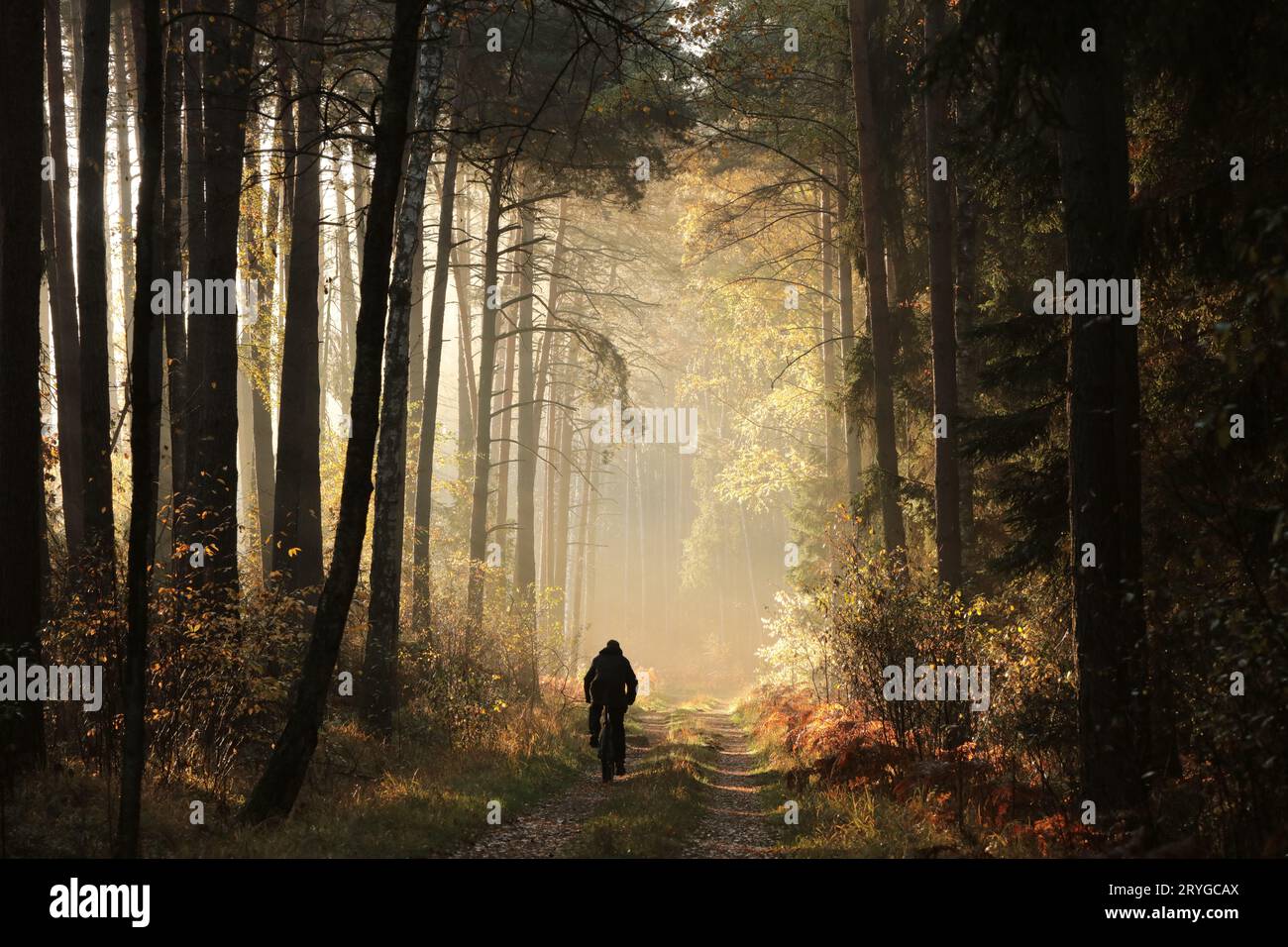 Forest path at sunrise Stock Photo - Alamy
