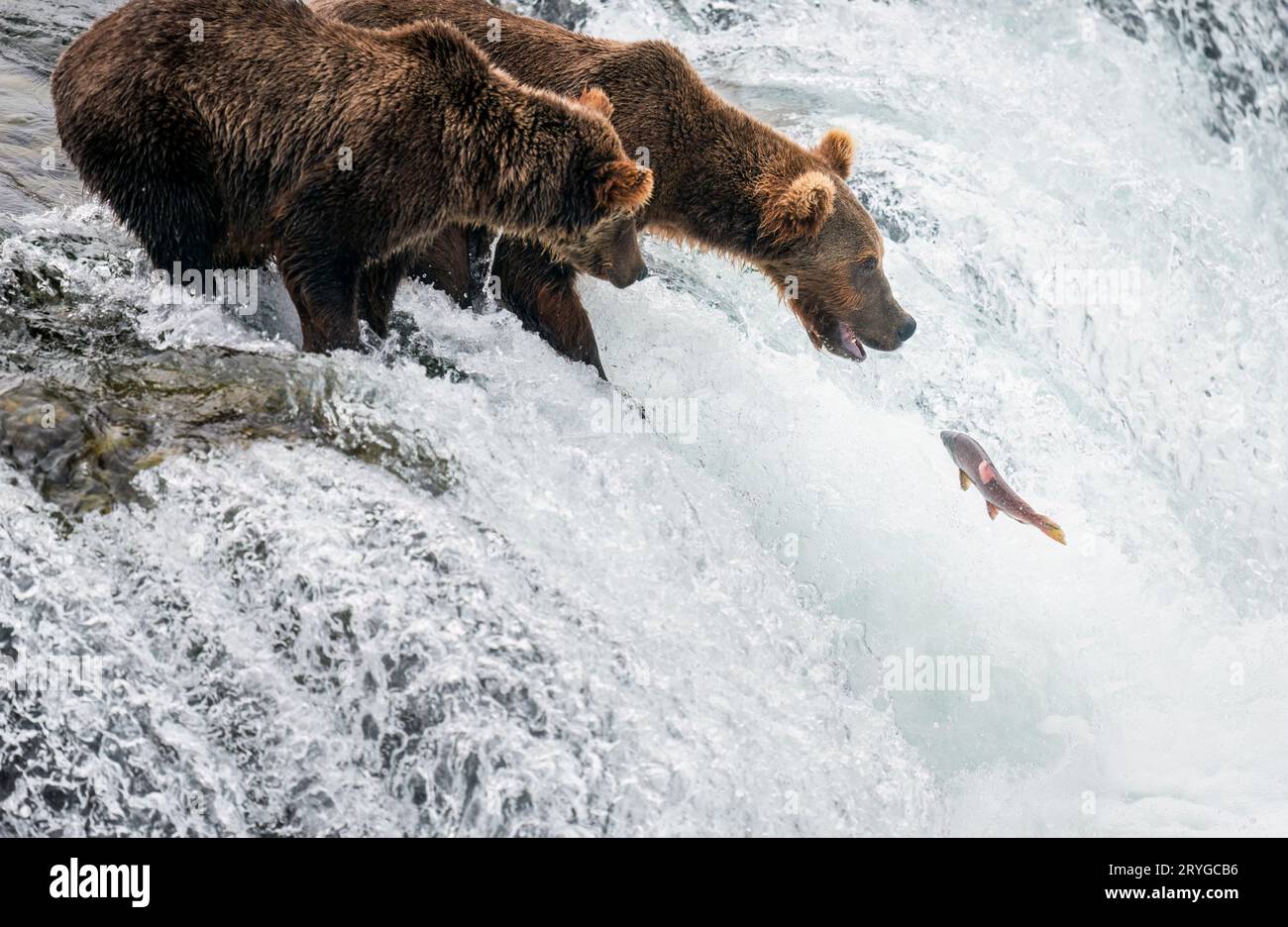 Brown bears waiting for salmon jumping up the Brooks Falls. Katmai ...