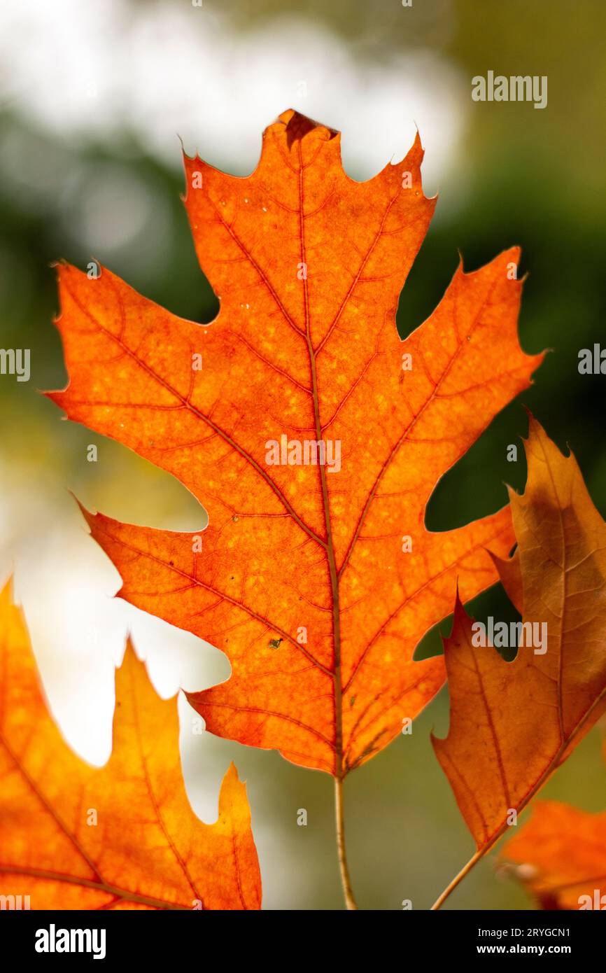 Northern red oak leaves hi-res stock photography and images - Alamy