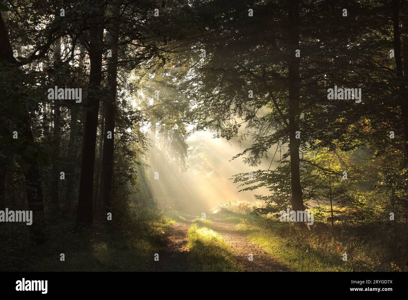 Path to sunrise hi-res stock photography and images - Alamy