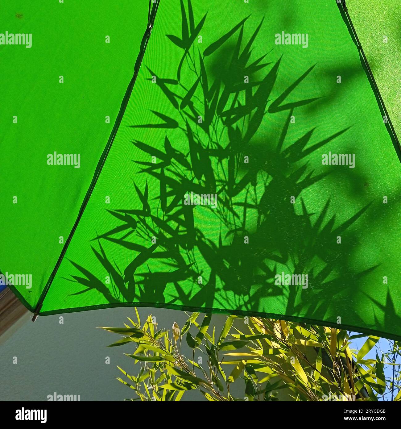 Bamboo plants, evergreen perennial flowering plants Stock Photo - Alamy