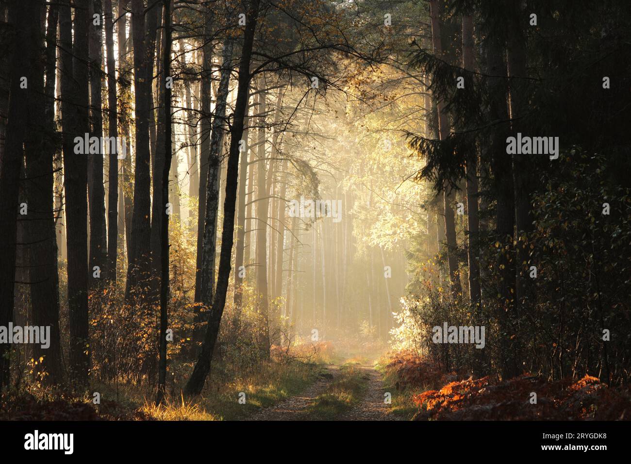 Beams sun through leaves trees hi-res stock photography and images - Alamy