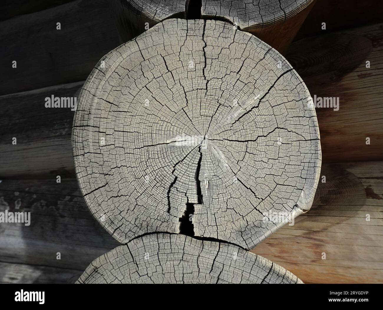 Cross section trees hi-res stock photography and images - Alamy