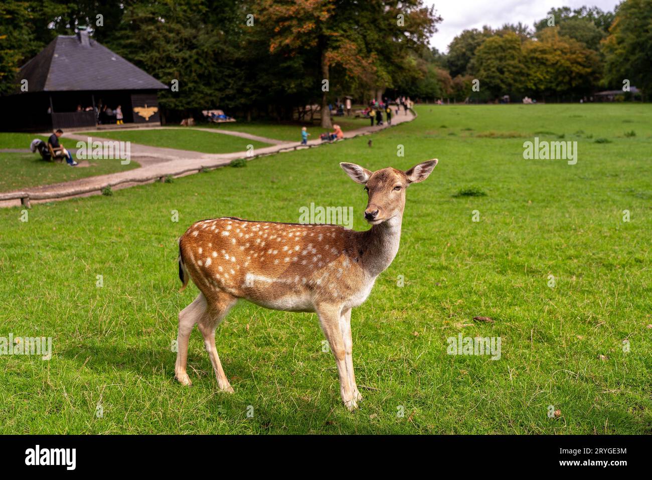 Deer in the wildlife hi-res stock photography and images - Alamy