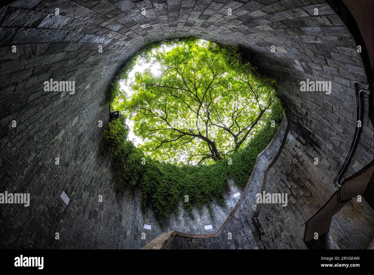 Fort canning tree tunnel Stock Photo - Alamy