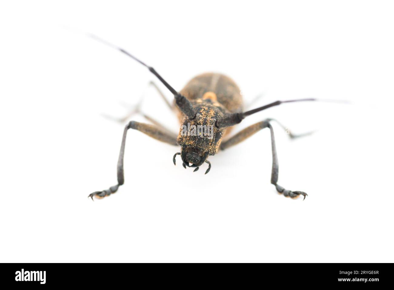 Longhorn beetle or longicorn Stock Photo - Alamy