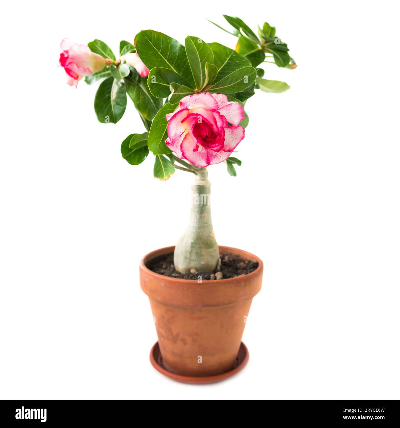 Close up desert flowers Cut Out Stock Images & Pictures - Alamy