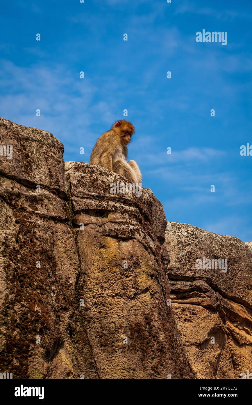 Rhesus monkey in the Apenheul monkey park in the Netherlands Stock ...