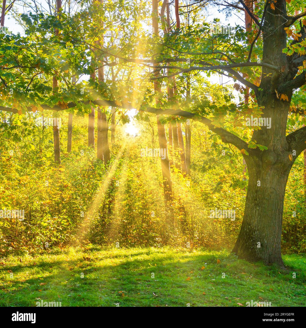 Sunset oak tree hi-res stock photography and images - Alamy
