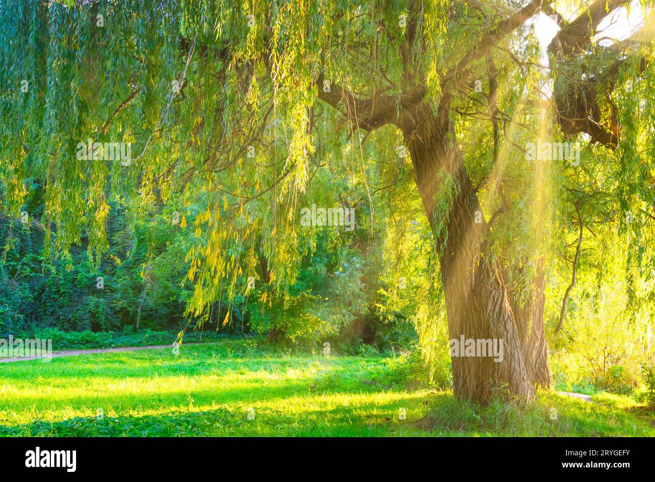 Green tree in green forest Stock Photo - Alamy