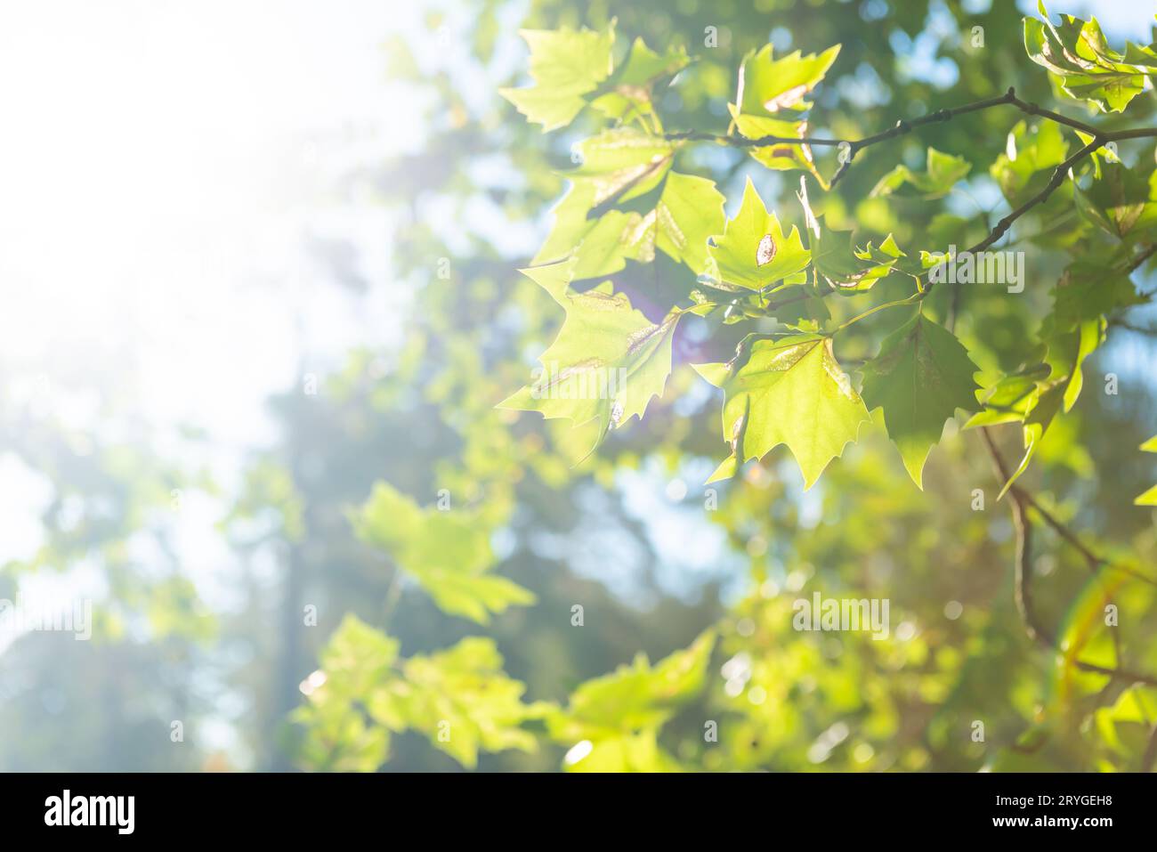 Green leaves and sun light Stock Photo - Alamy