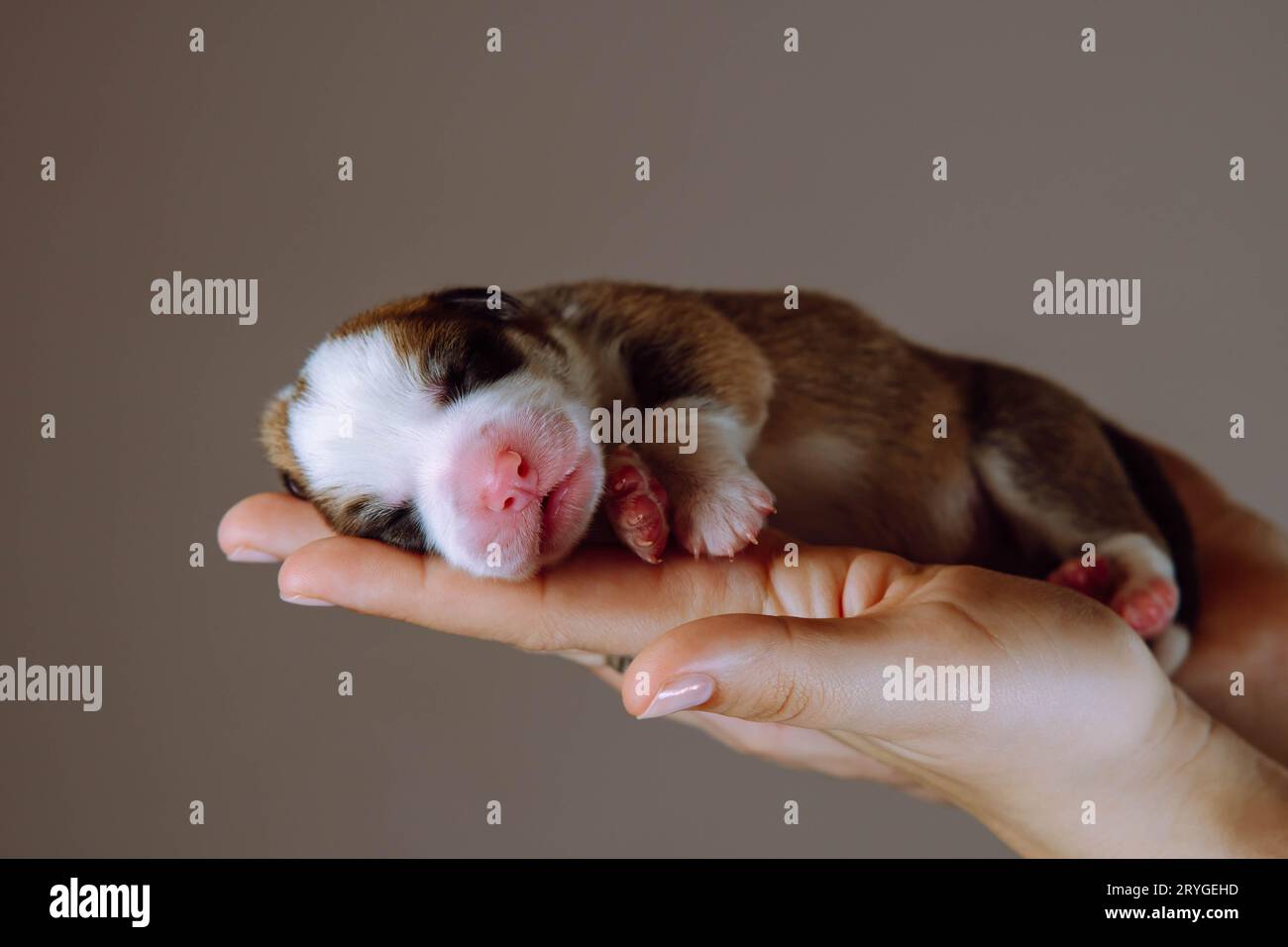 Newborn puppies. Touching paws and nose are shown by newborn Welsh corgi puppy, who sleeps on ...