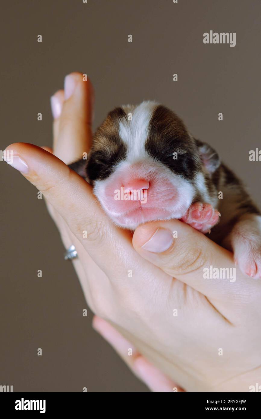 Veterina re hi-res stock photography and images - Alamy