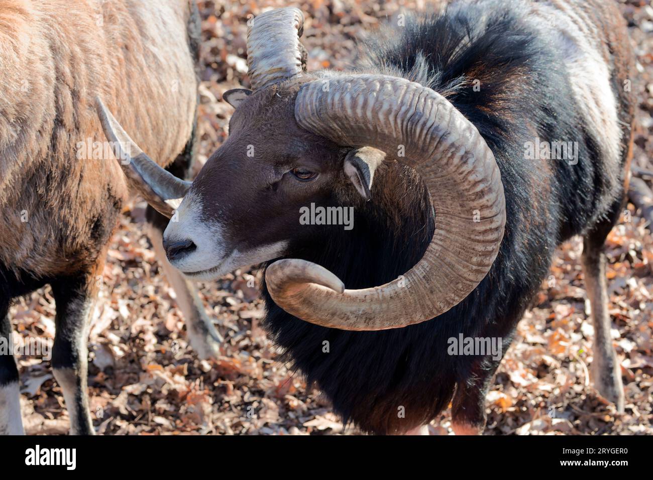 The European mouflon (Ovis orientalis musimon Stock Photo - Alamy
