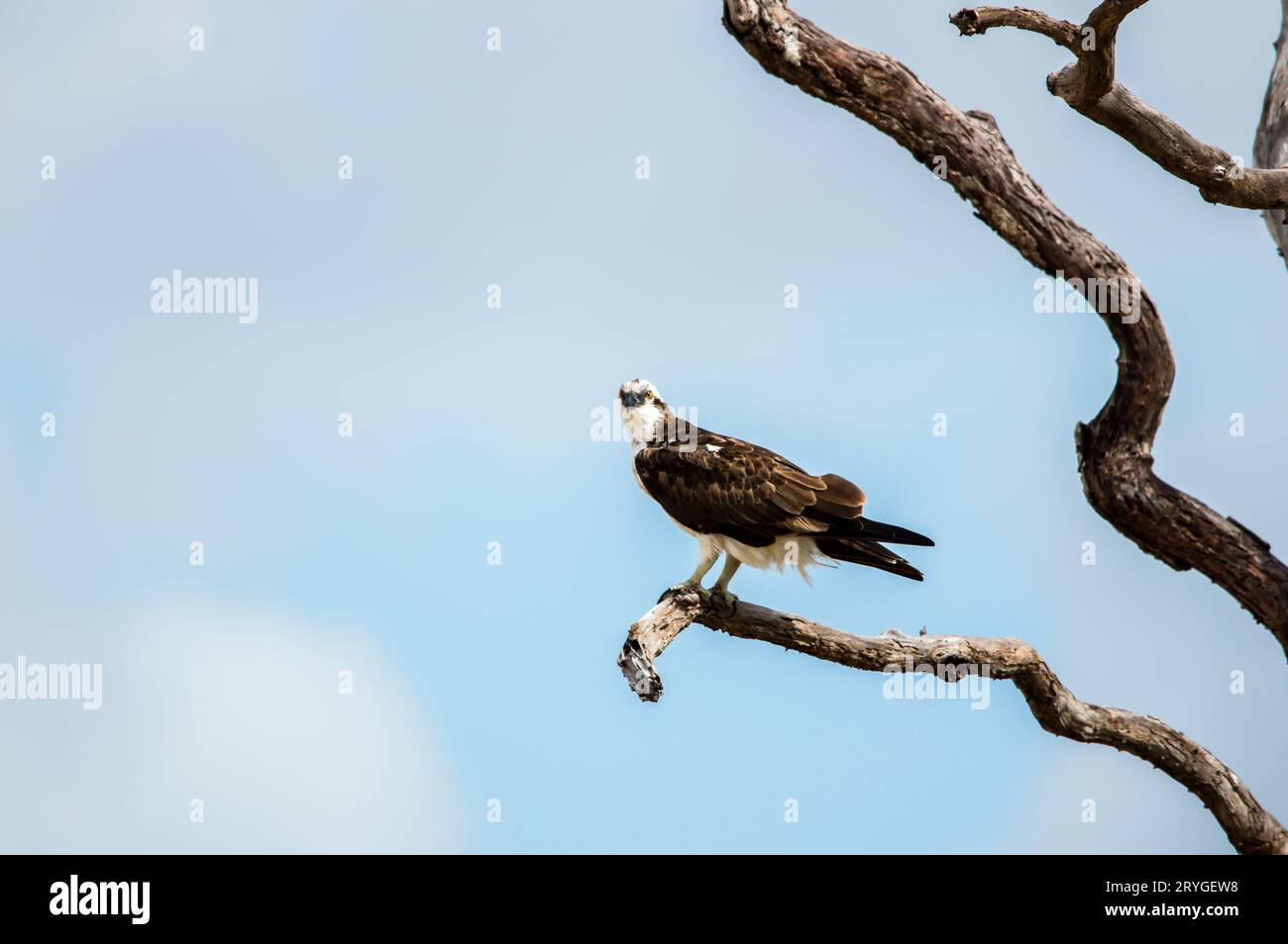 Osprey on branch at Wilpattu national park, Sri Lanka Stock Photo - Alamy