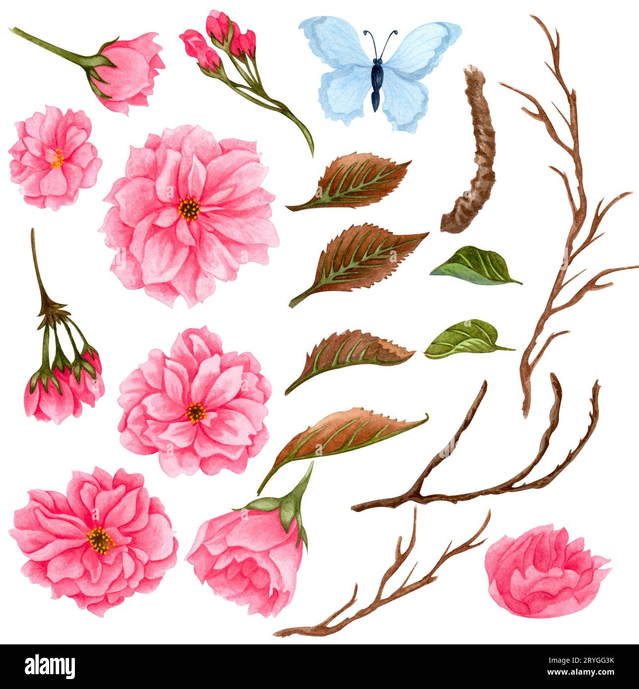 Watercolor set of sakura flowers. Spring pink flowers of fruit trees ...