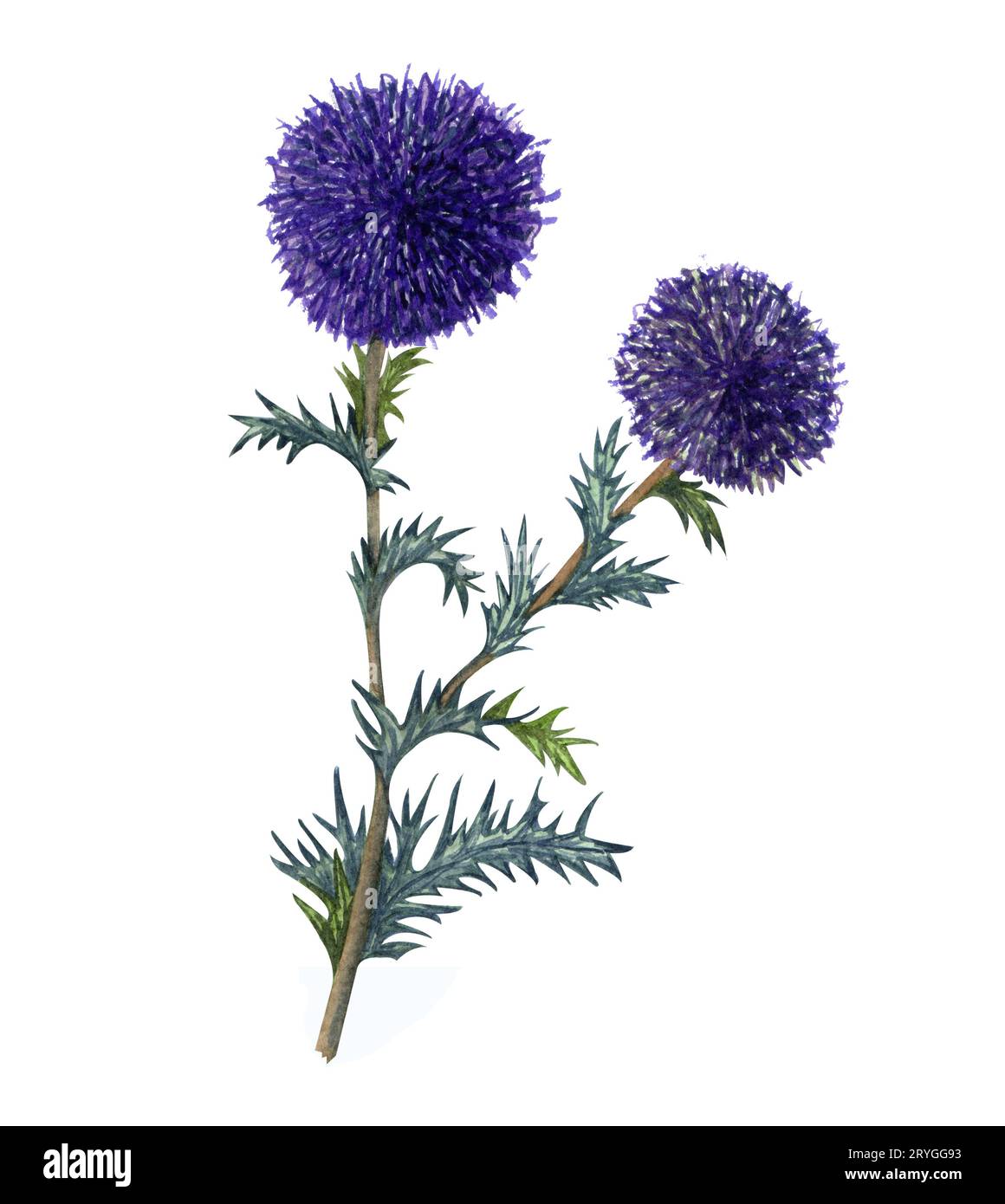 Watercolor blue globe thistle (Echinops), isolated on white background ...