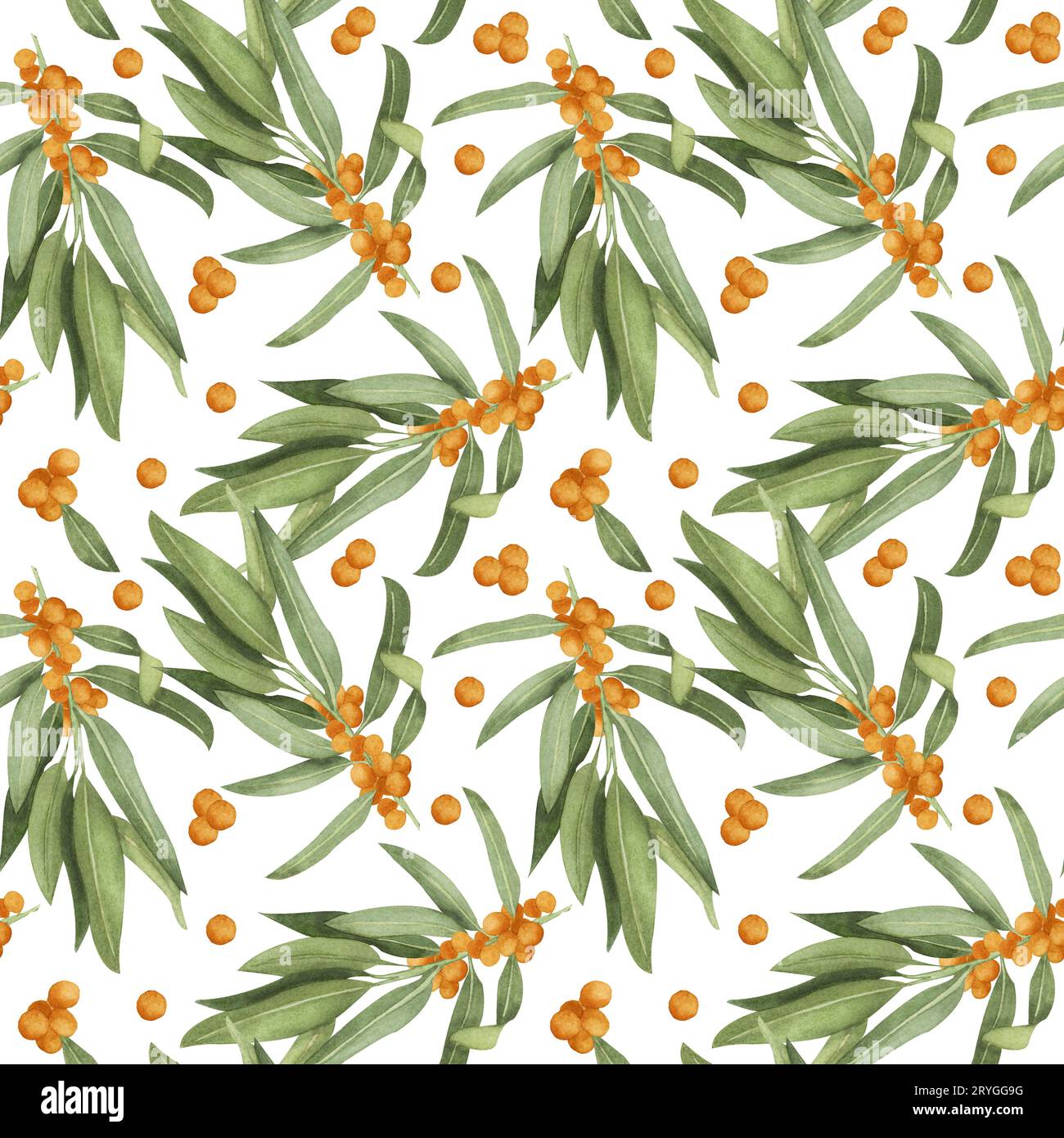 Sea buckthorn berries illustration Cut Out Stock Images & Pictures - Alamy