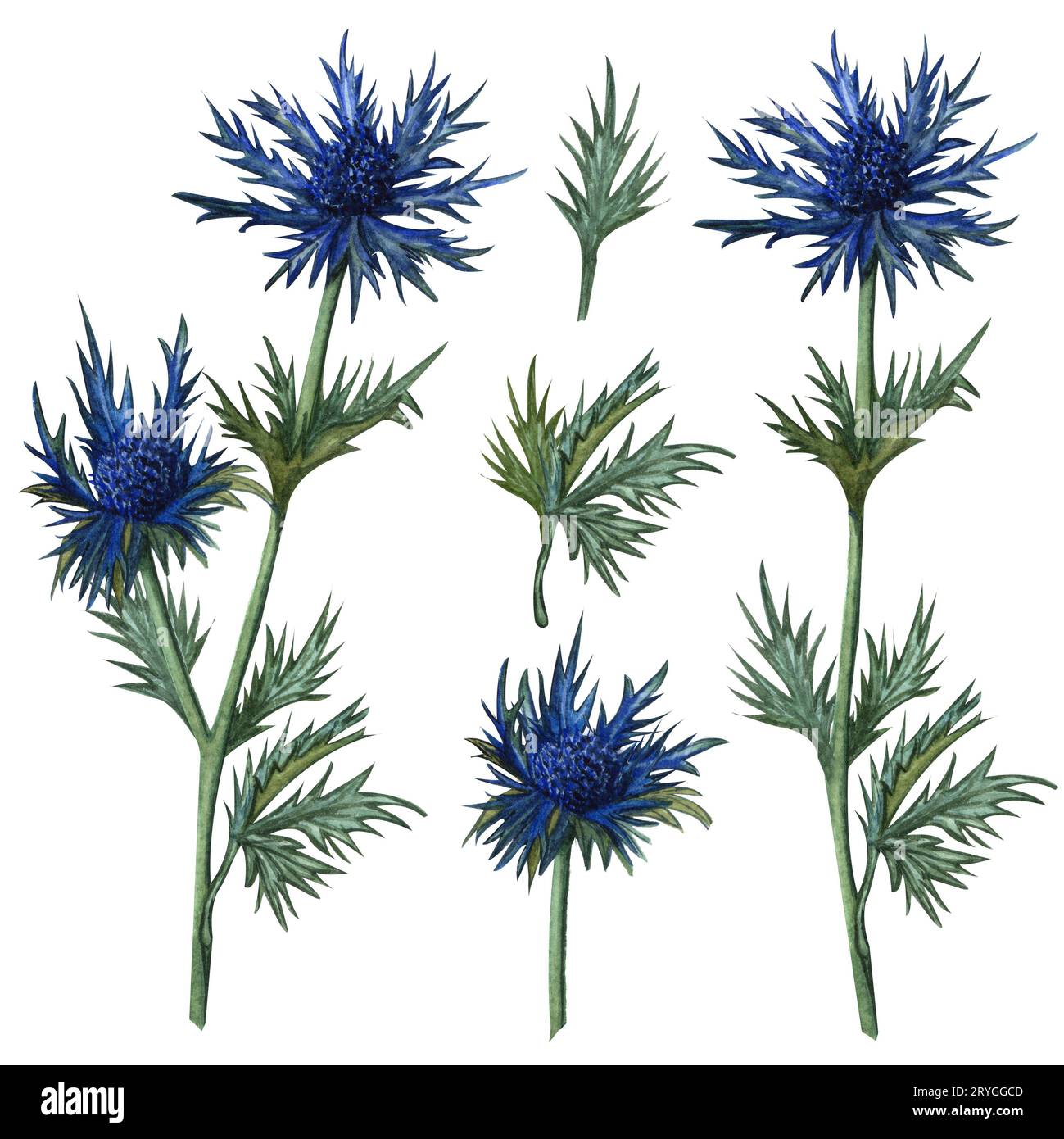 Watercolor feverweed, thistle, blue thorn set. Hand drawn herbal clip ...