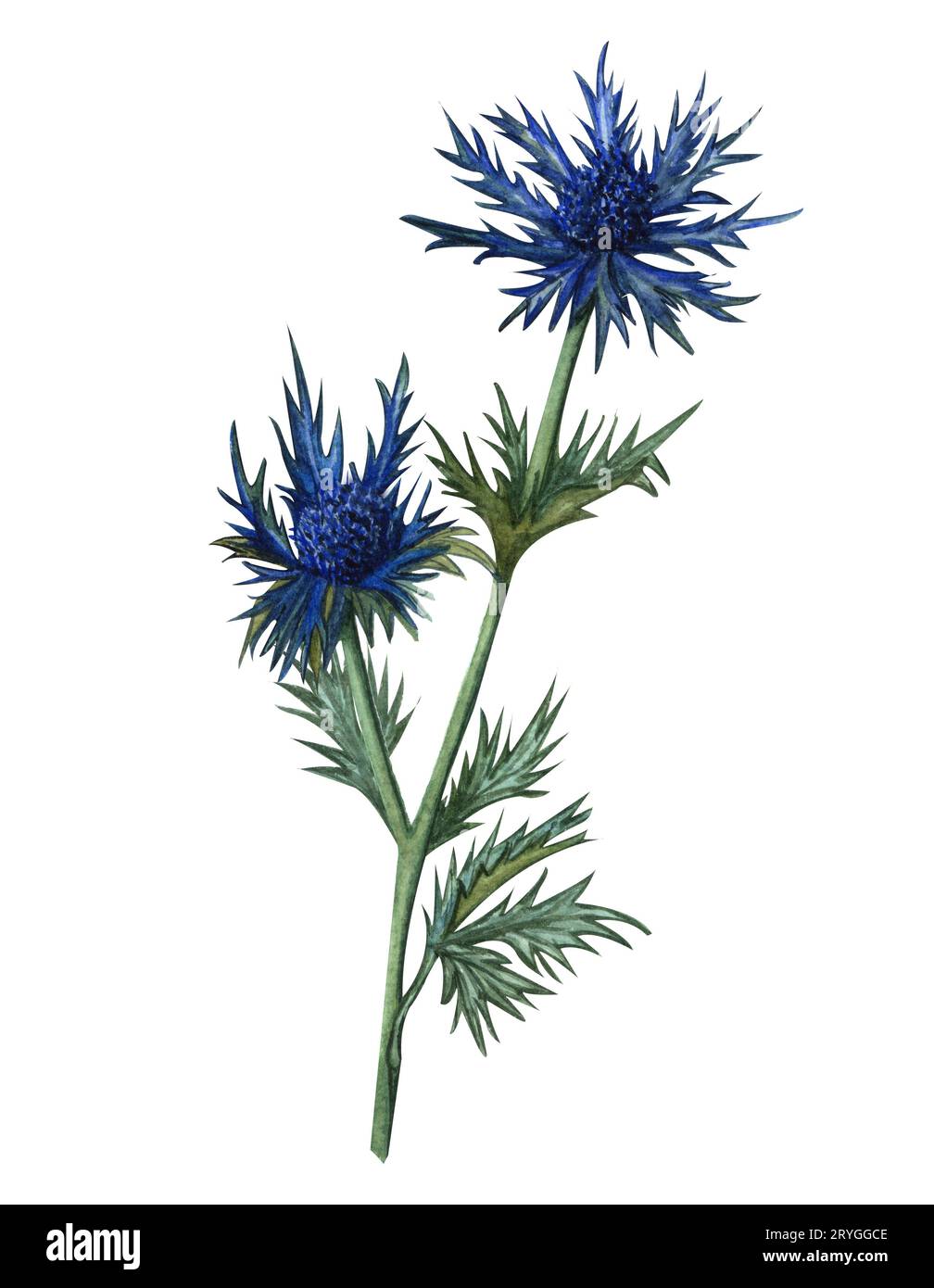 Watercolor feverweed, thistle, blue thorn. Hand drawn herbal ...