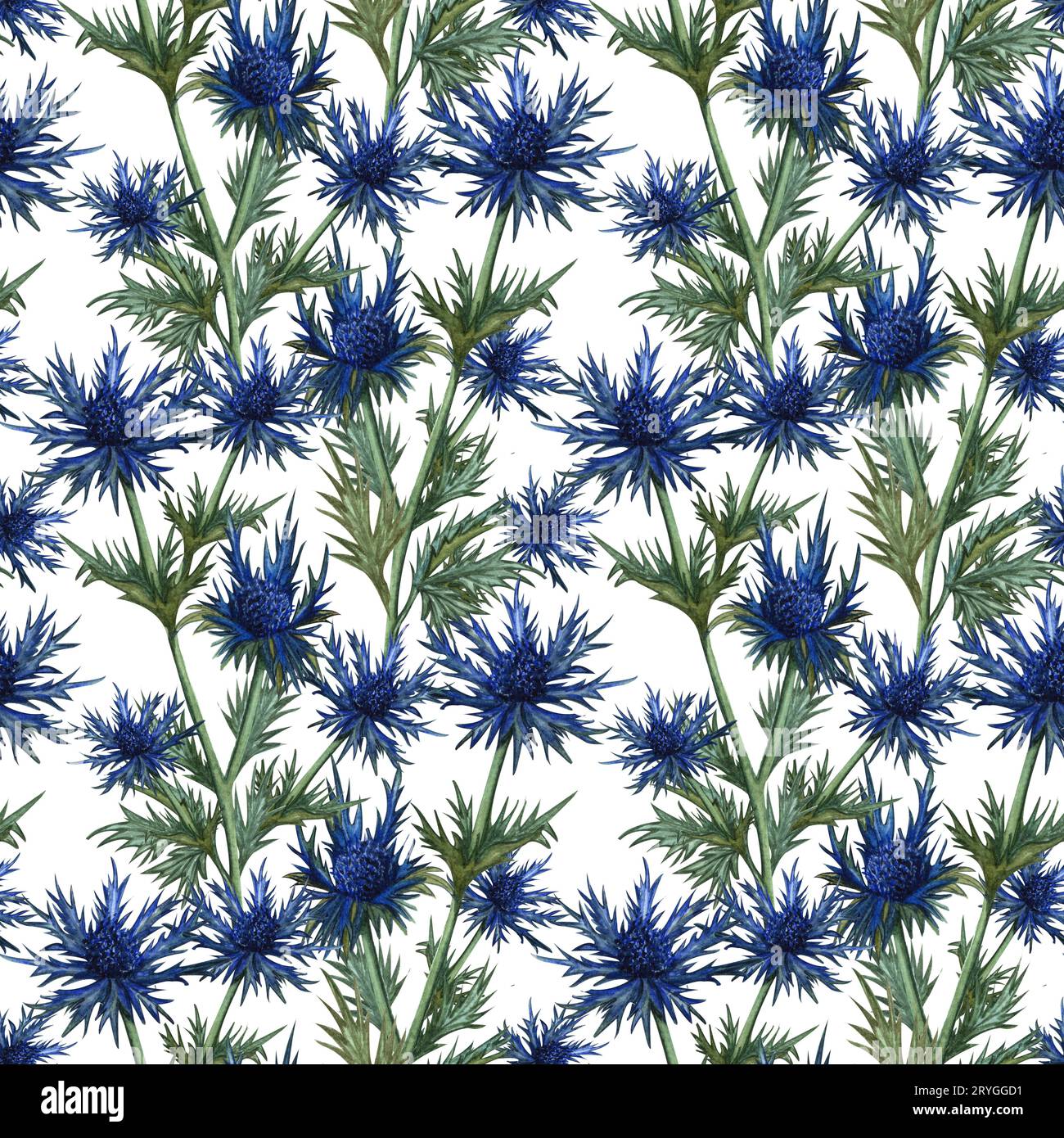 Seamless pattern with watercolor blue thorn. Floral hand drawn thistle ...