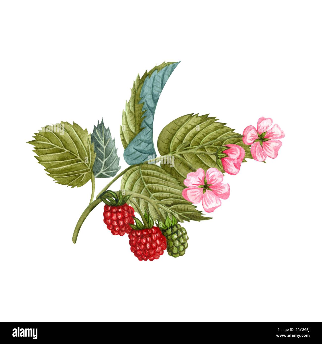Watercolor blooming raspberry branch with flowers, berries and green ...