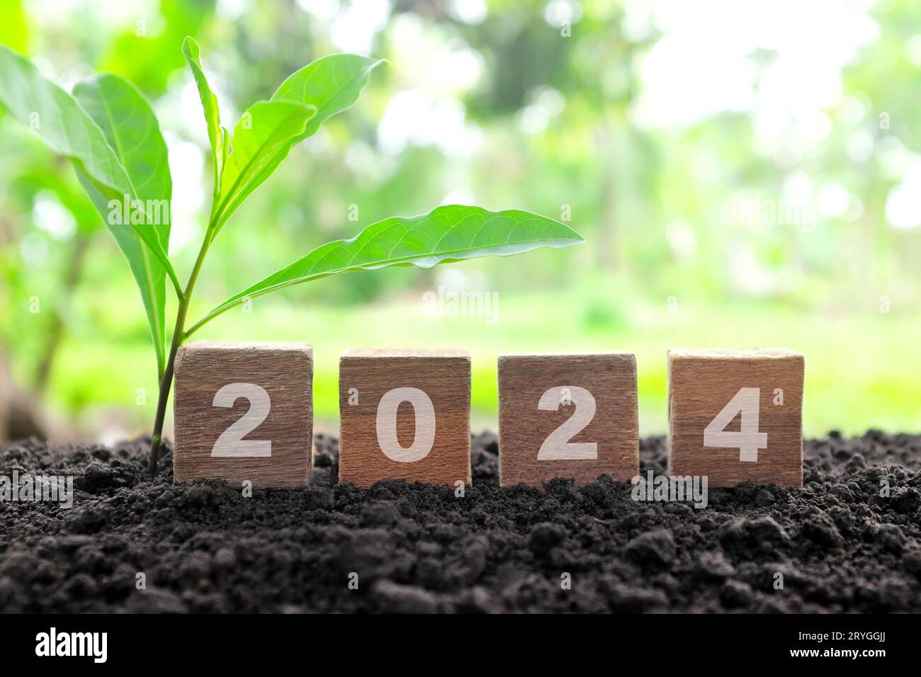 Year 2024 in wooden blocks with growing plant at sunrise. Welcome new ...