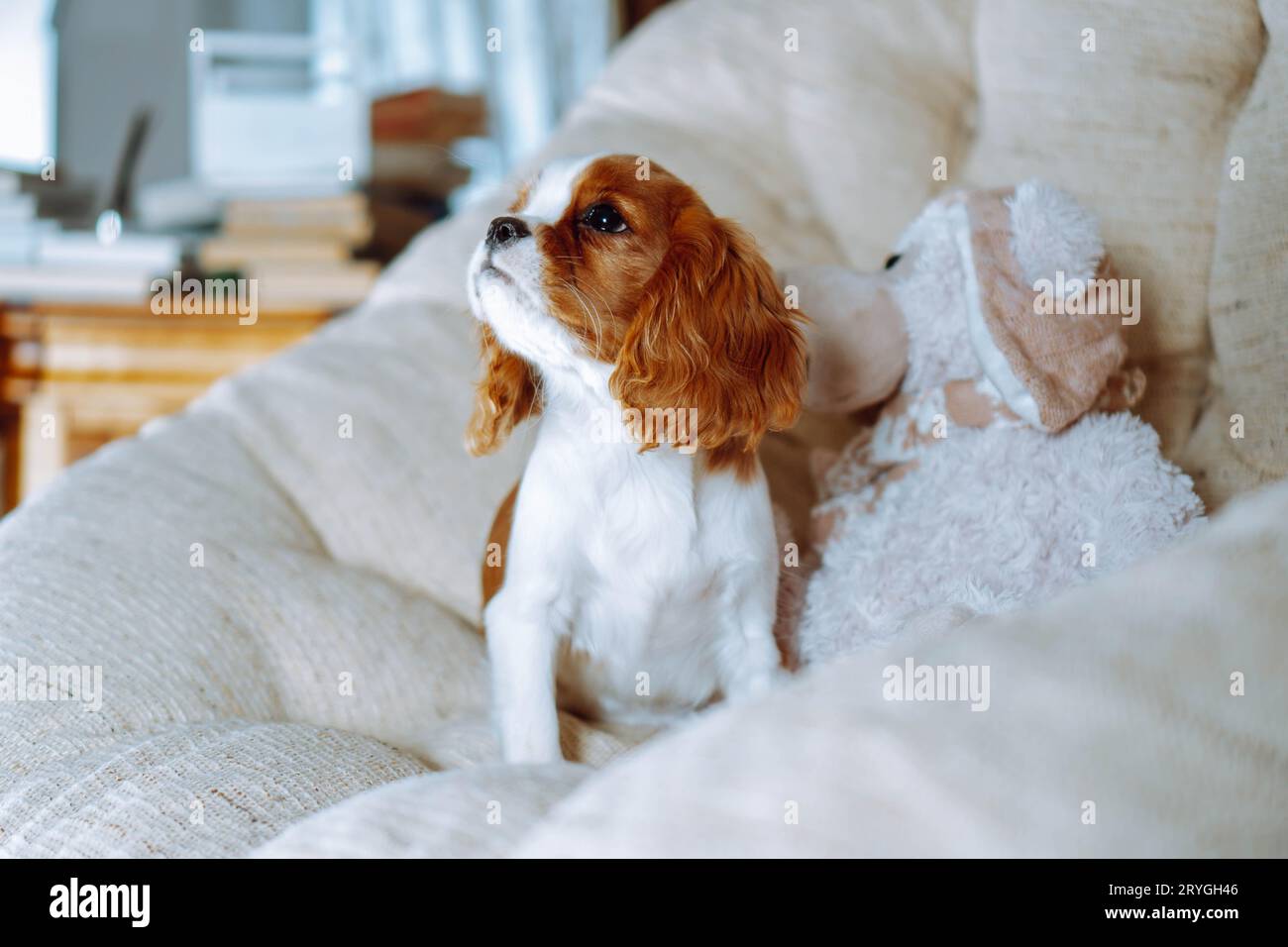 Purebred puppies. Beautiful puppy cavalier King Charles spaniel color ...