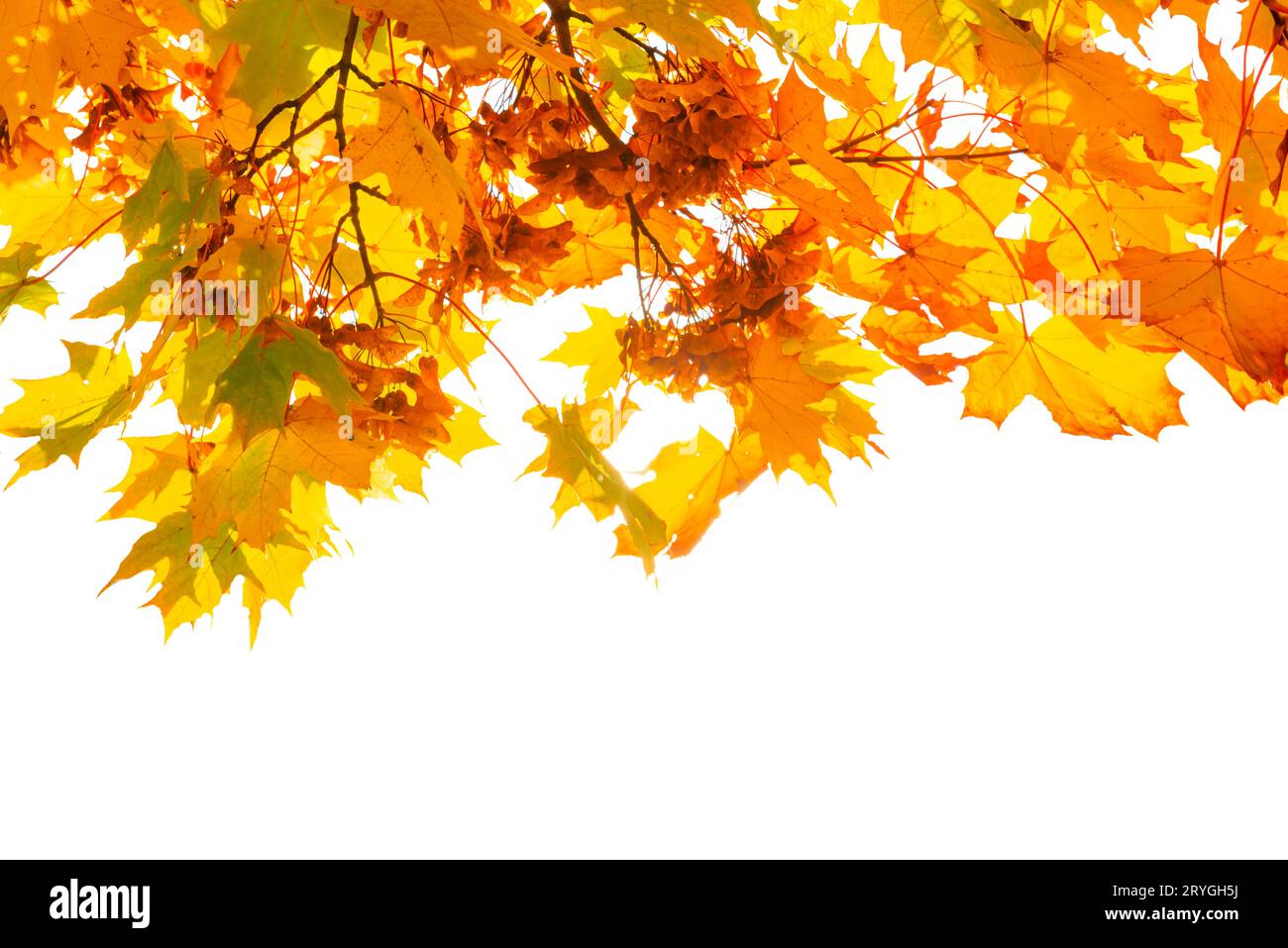 Autumn leaves isolated on white Stock Photo - Alamy