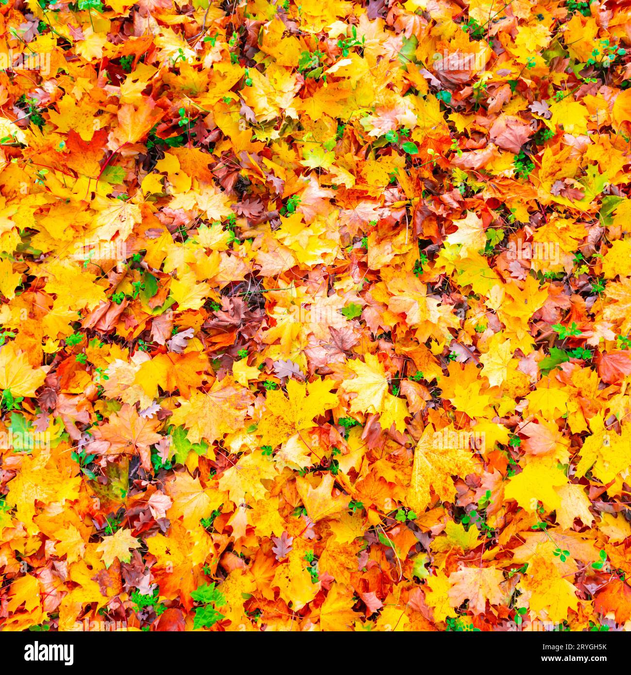 Autumn leaves fall background Stock Photo - Alamy