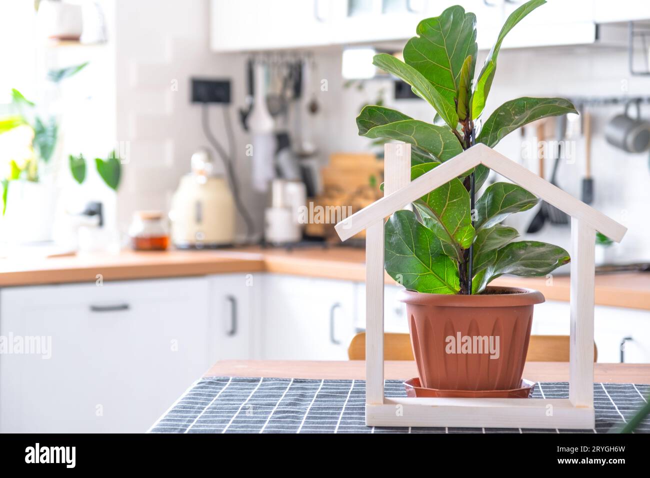 Ficus lirata in a pot in the interior of the house in the kitchen ...