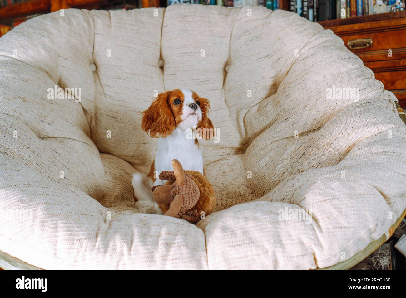 Adorable puppy cavalier king Charles spaniel color Blenheim sitting ...
