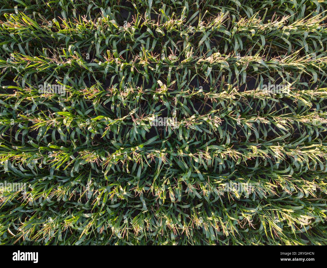 Corn field of green corn stalks and tassels, aerial drone photo above ...