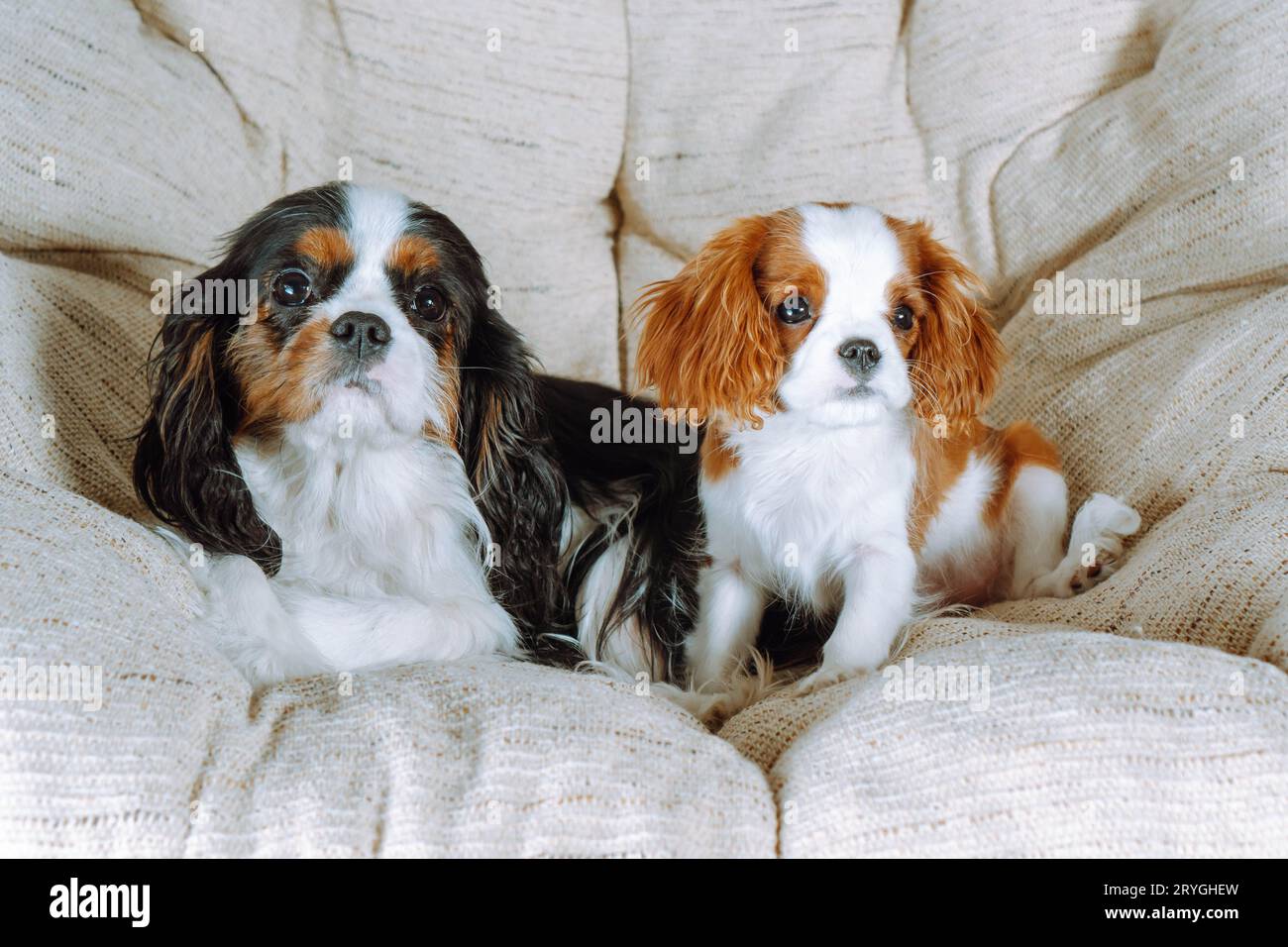 Tricolor mother and Blenheim Cavalier King Charles spaniel puppy are ...