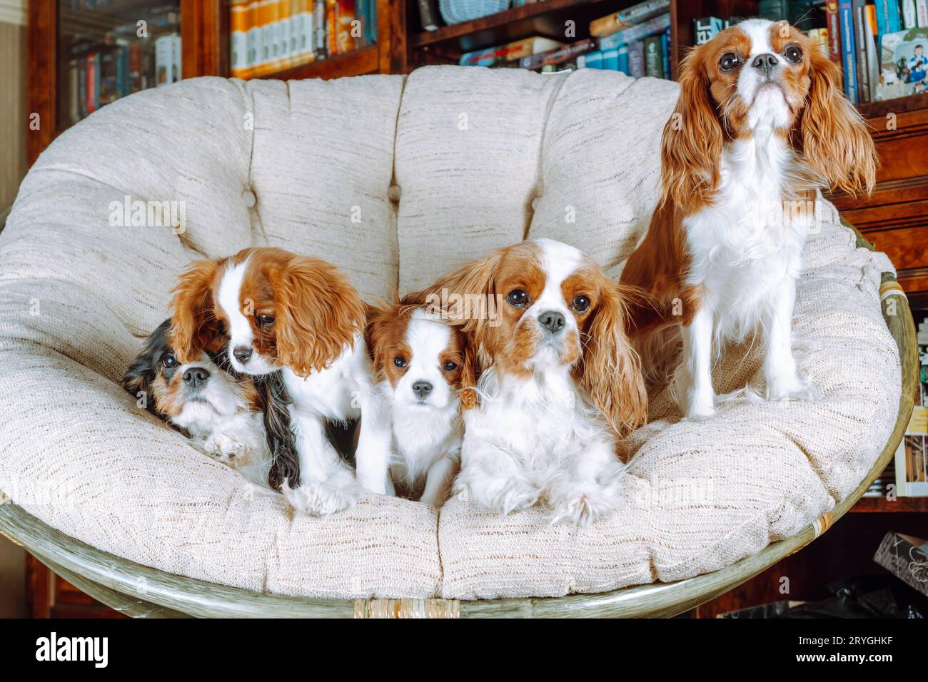 Portrait of cavaliers King Charles spaniels of tricolor and Blenheim ...