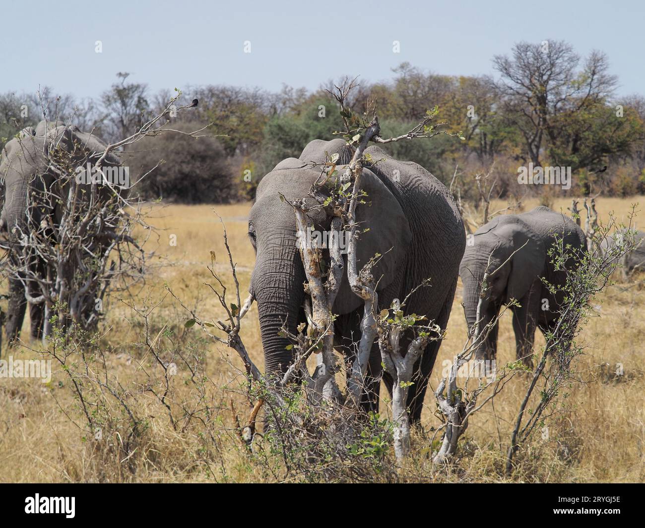 Elephants in typical Botswana habitats, water, savannah and woodland ...