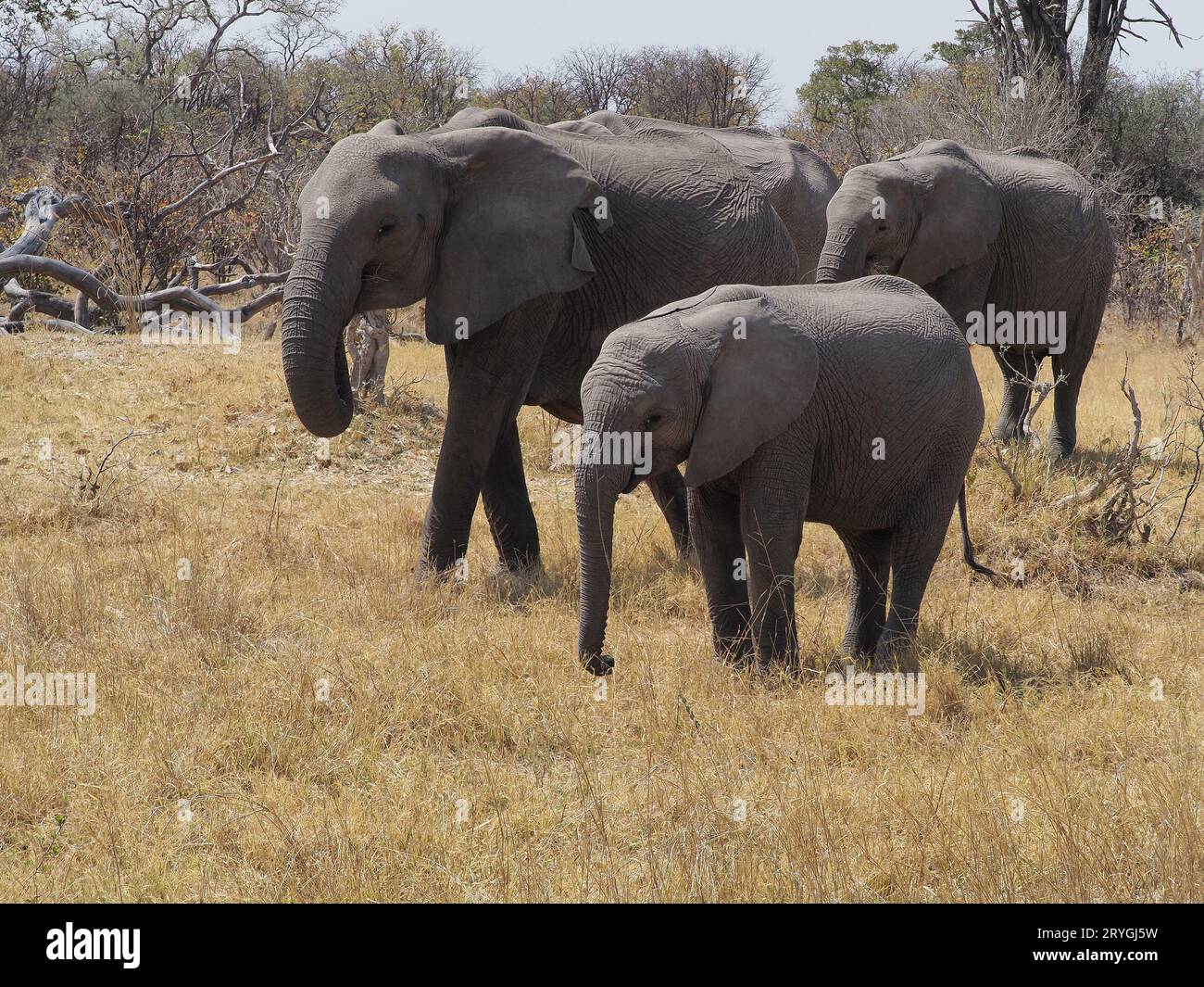African savannah water hole hi-res stock photography and images - Alamy